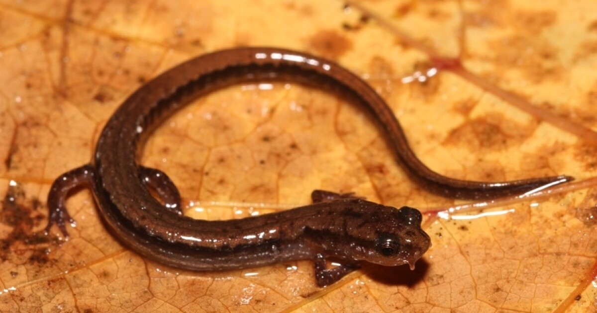 dwarf salamander size