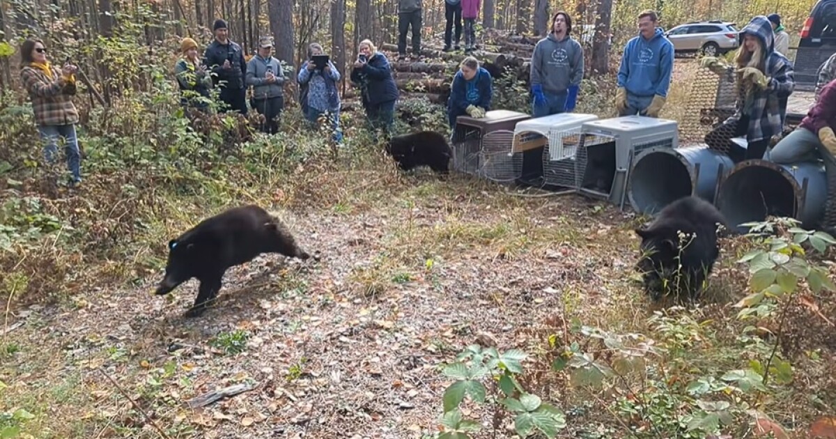 Wild Instincts releases rescued bear cubs back to the wild | WXPR