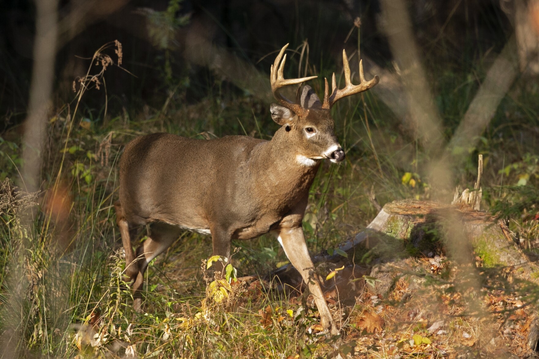 State officials find PFAS in deer and wild turkey, issue hunting ...