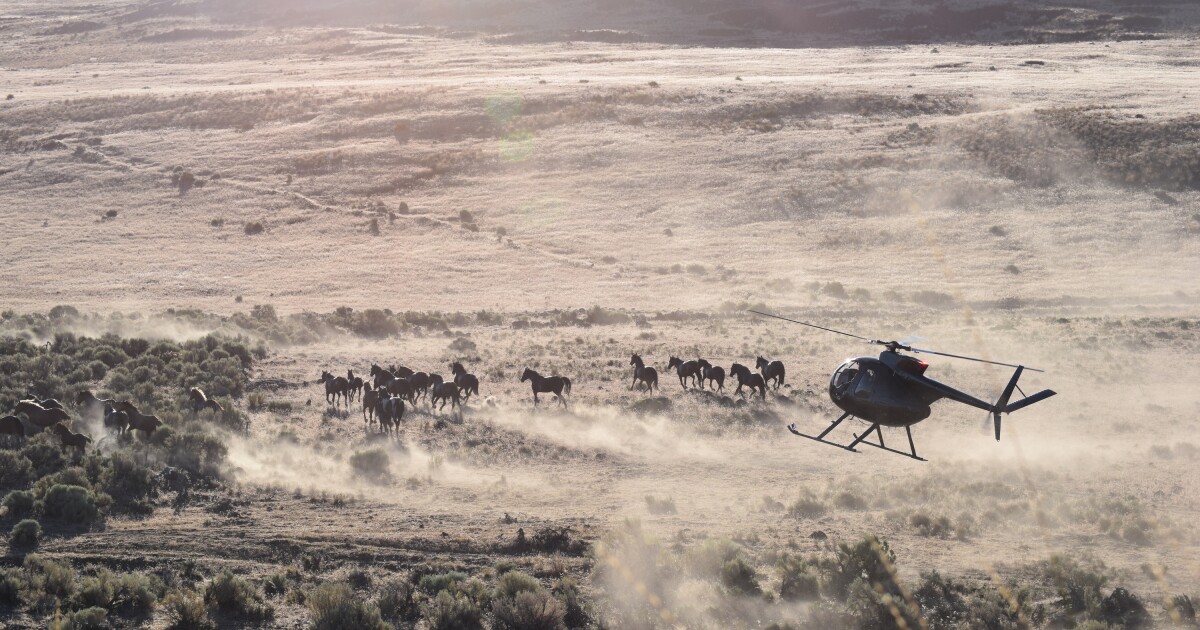 Wild horse activists focus on fertility control as BLM pulls horses ...
