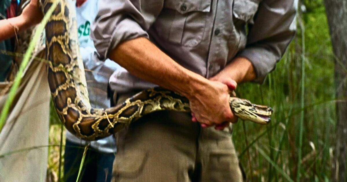 How Giant Pythons Became Florida’s Biggest Invasive Species
