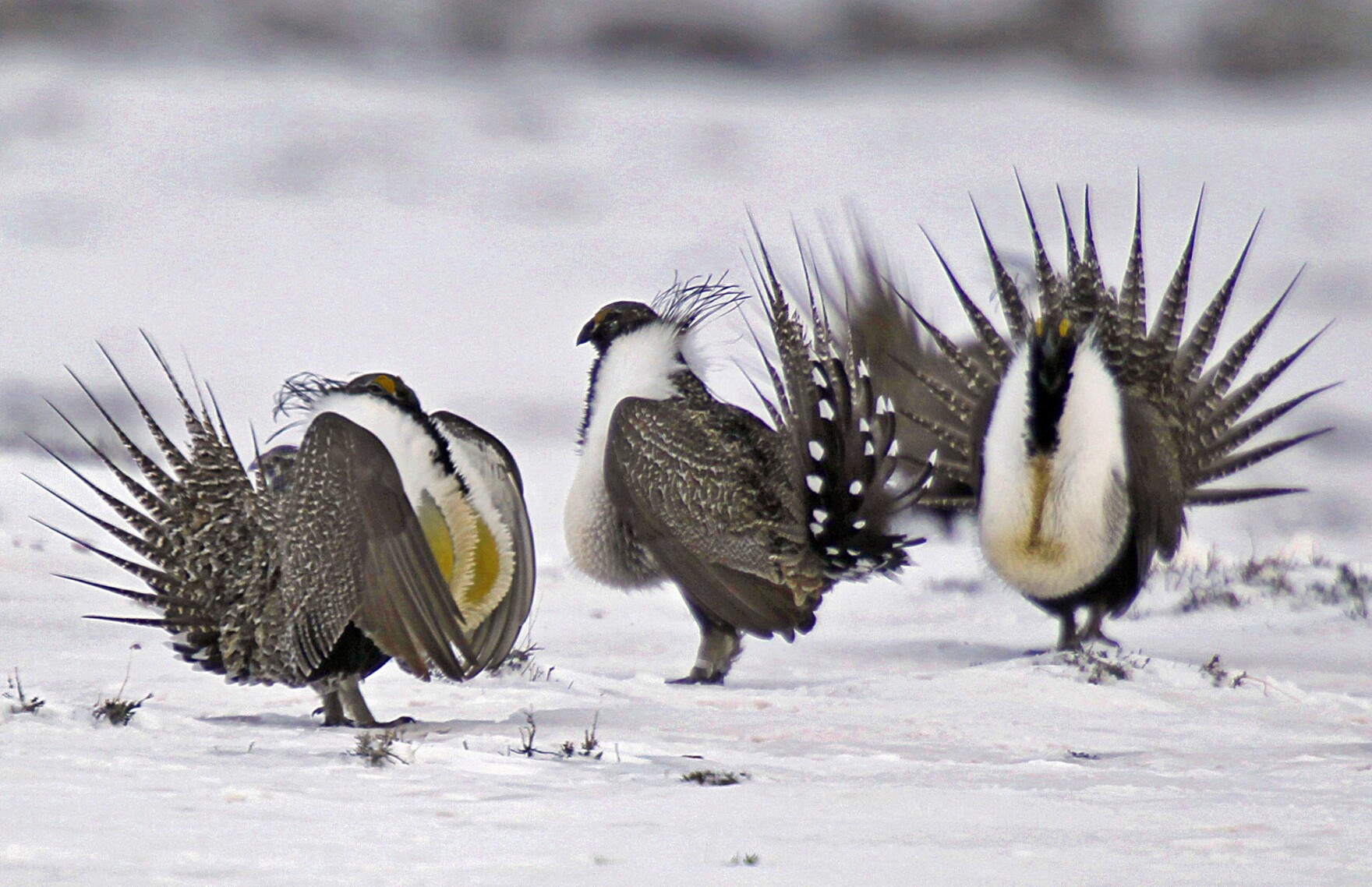 BLM’s sage grouse plan met with skepticism and ‘cautious optimism ...