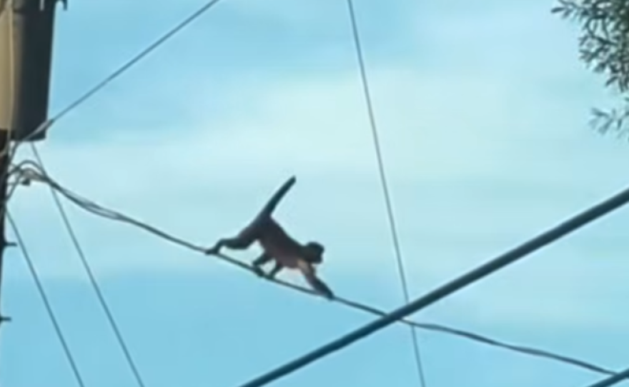 service monkey summit county