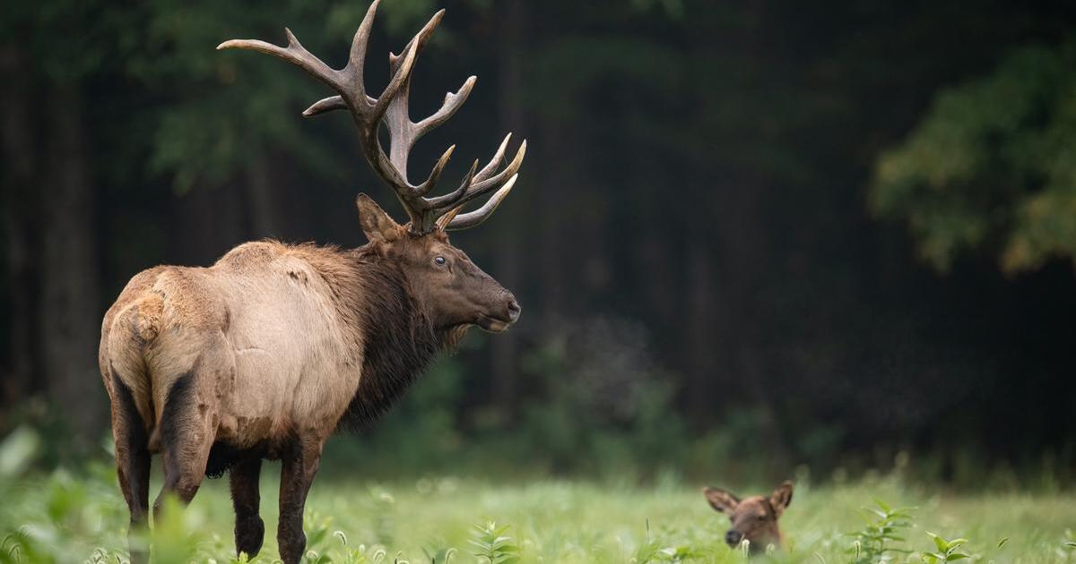 Where did all the elk go? A history of elk in Minnesota | KAXE