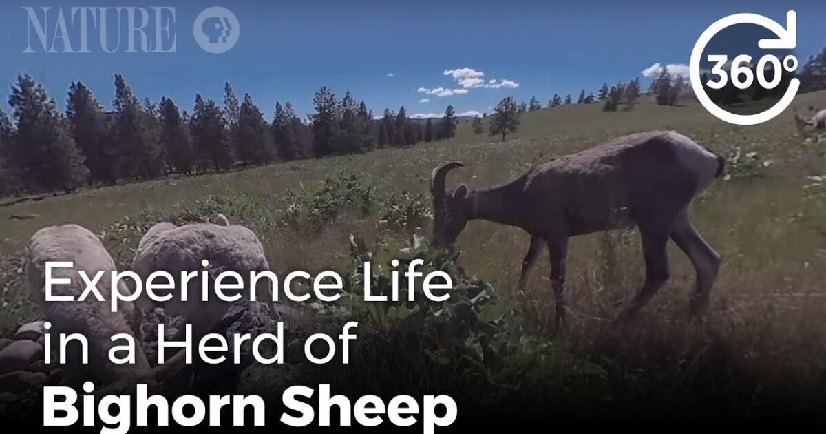 360 Video: Experience Life in a Herd of Bighorn Sheep | Nature | WKNO FM