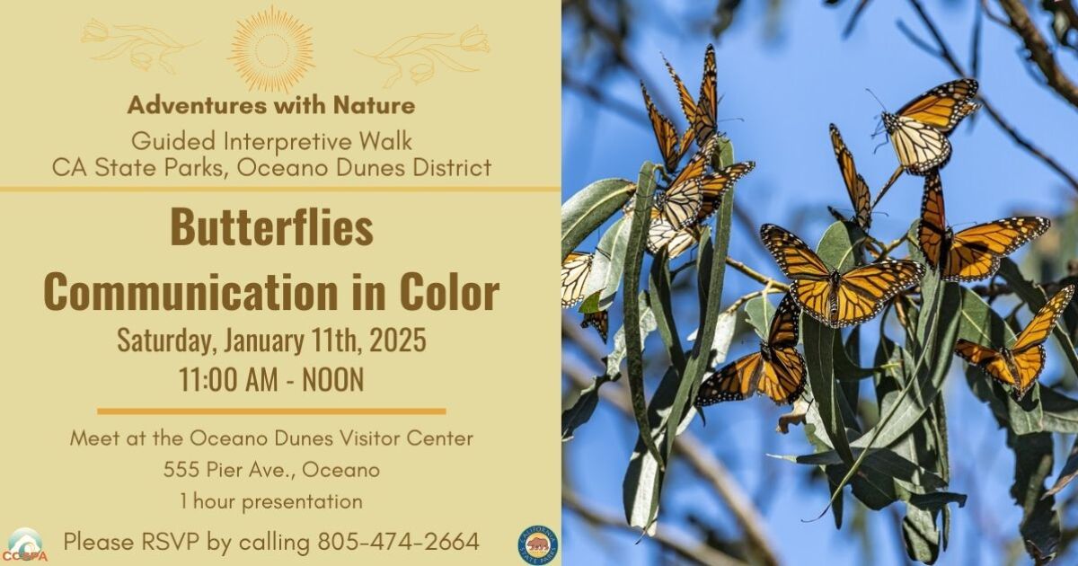 Butterflies Communication in Color