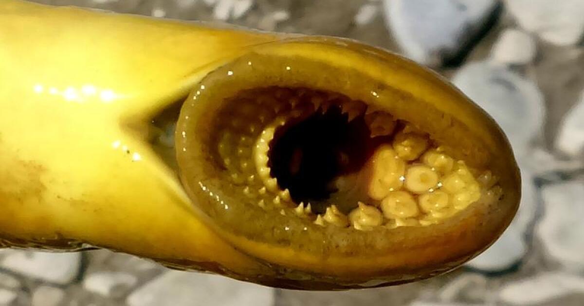 do lamprey kill fish
