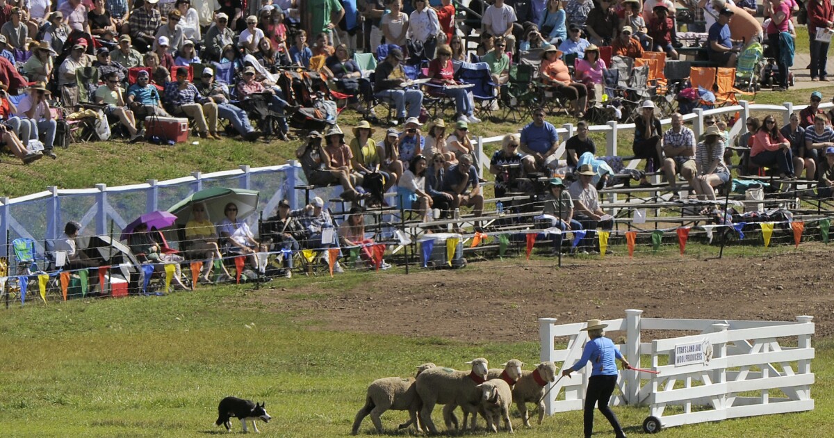 Sheepdog competition returns to Soldier Hollow on Memorial Day