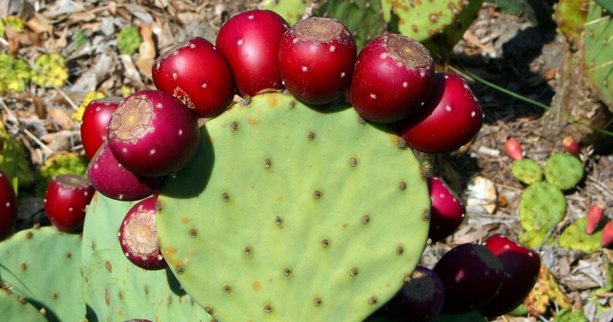 cactus pears