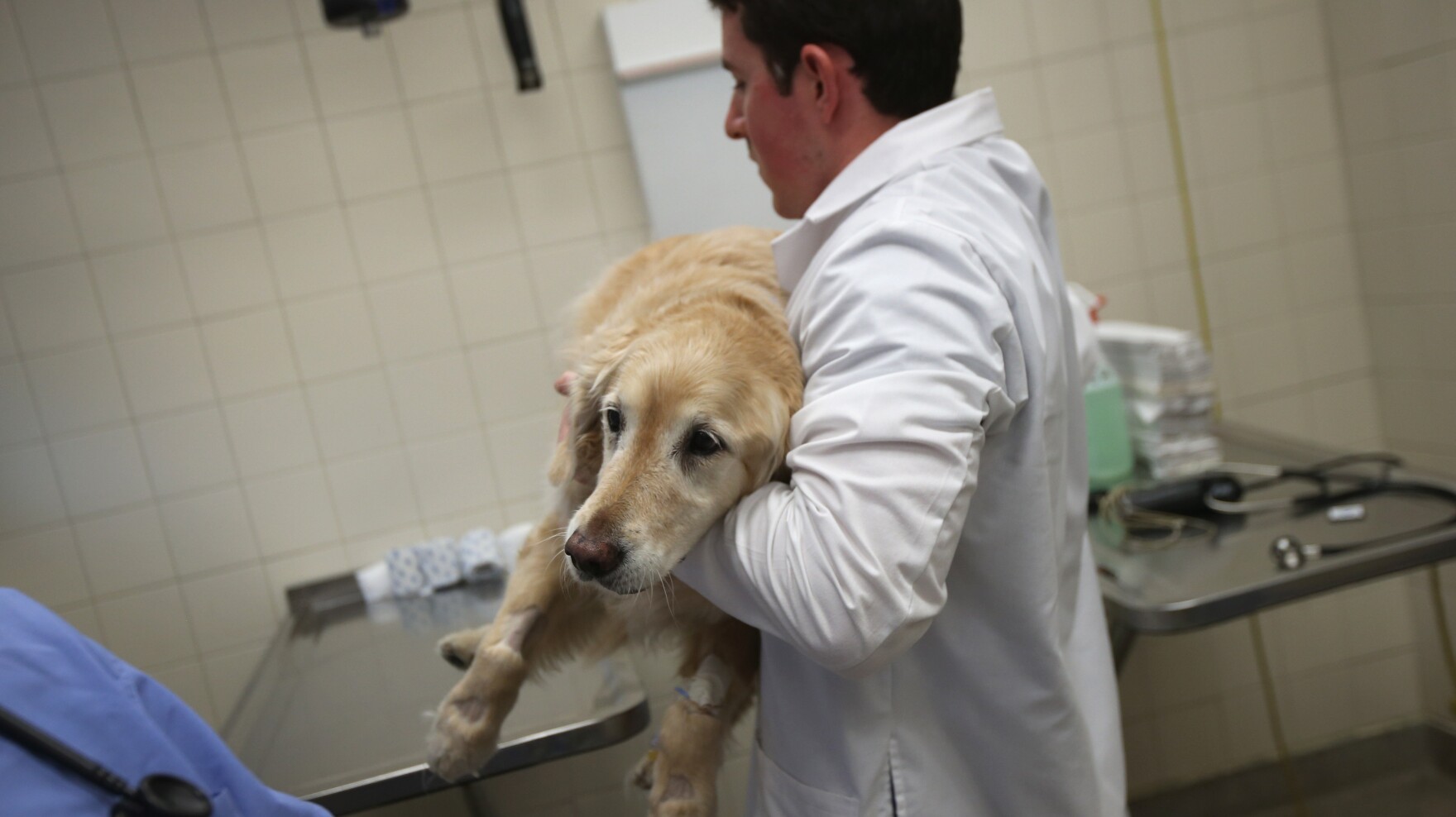 There's Not Enough Work For Veterinarians
