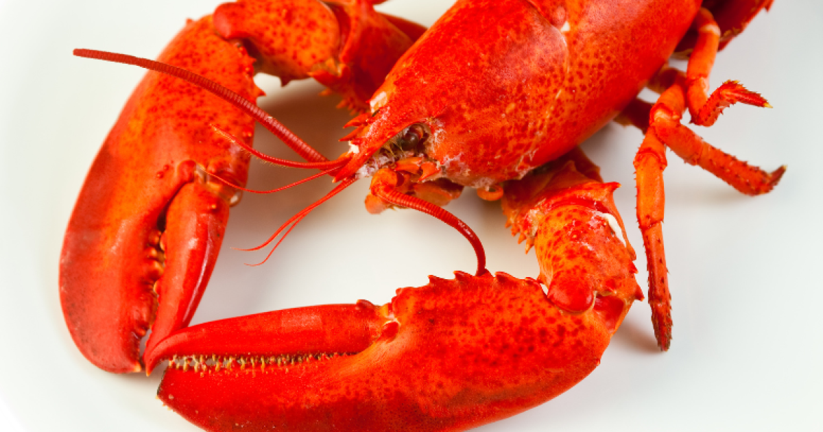 Lobster 'red-listed' by major seafood watch | CAI