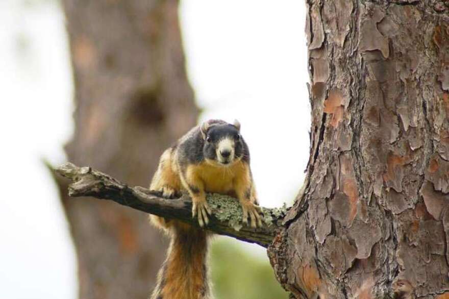 fox squirrel florida