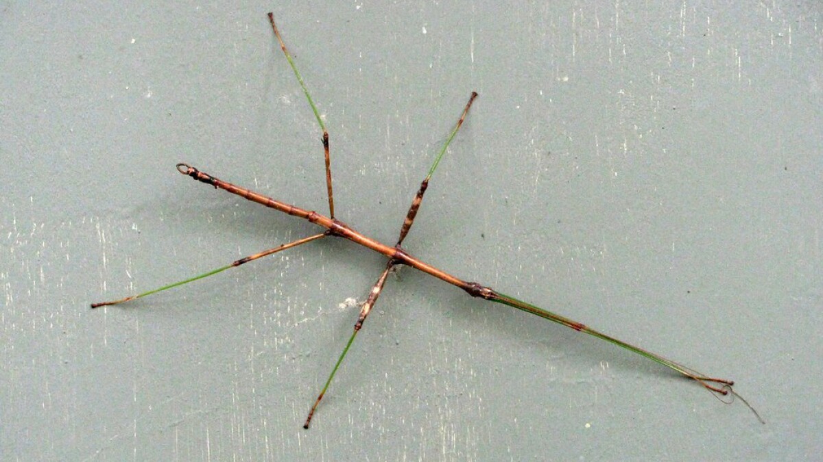 walking stick insect order