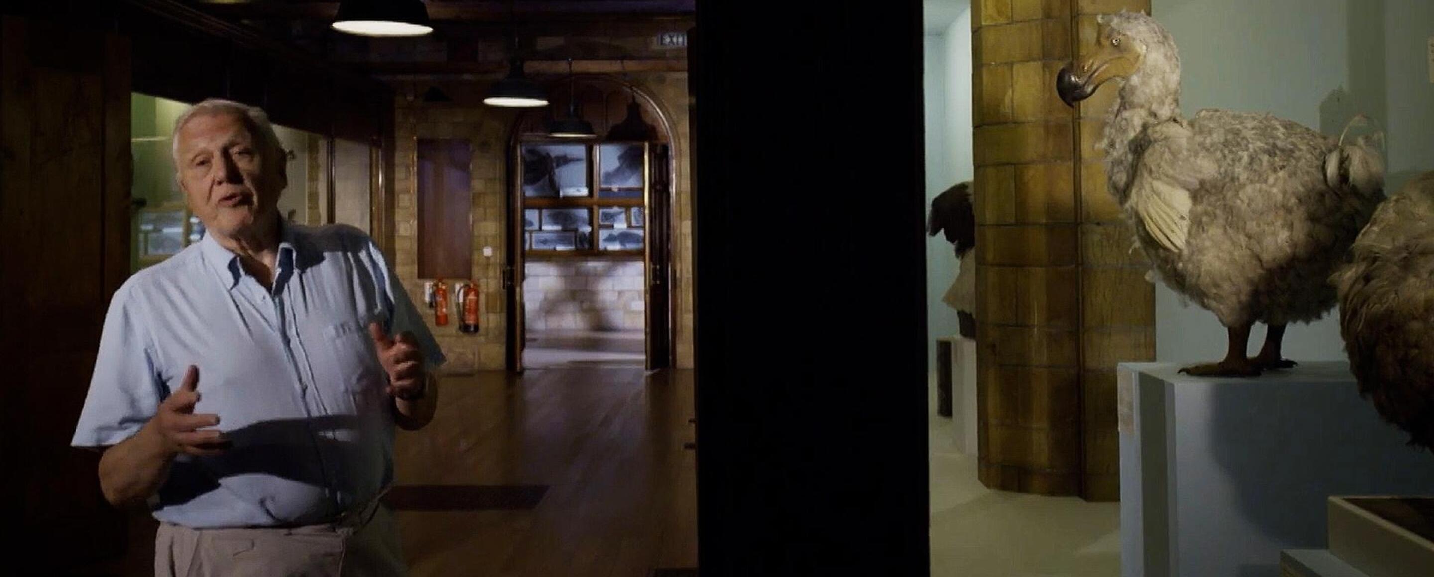 What the Dodo Bird Actually Looked Like | New England Public Media