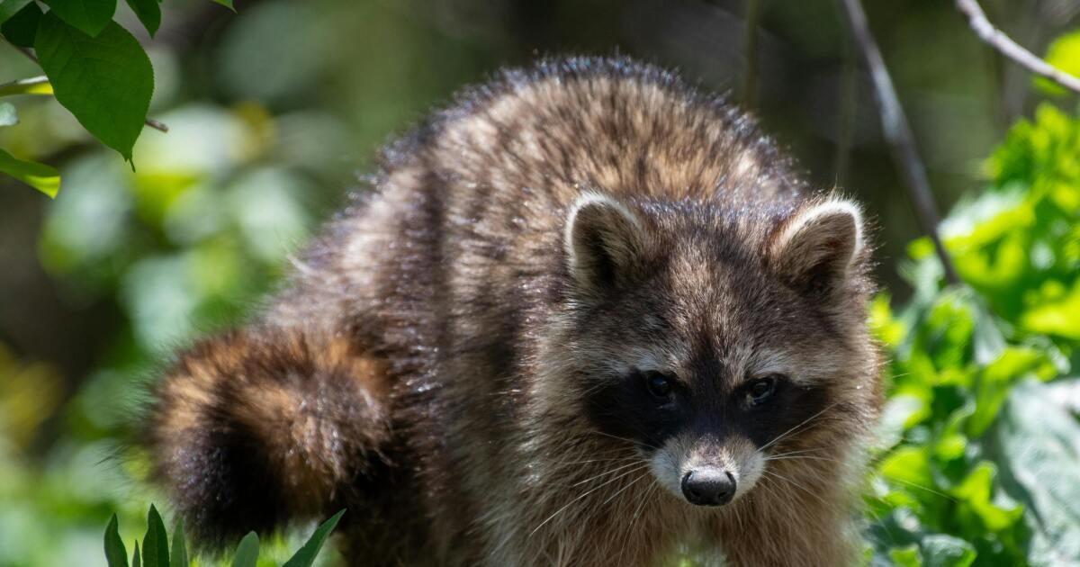 WARNING! Rabies Is Real! | You Bet Your Garden