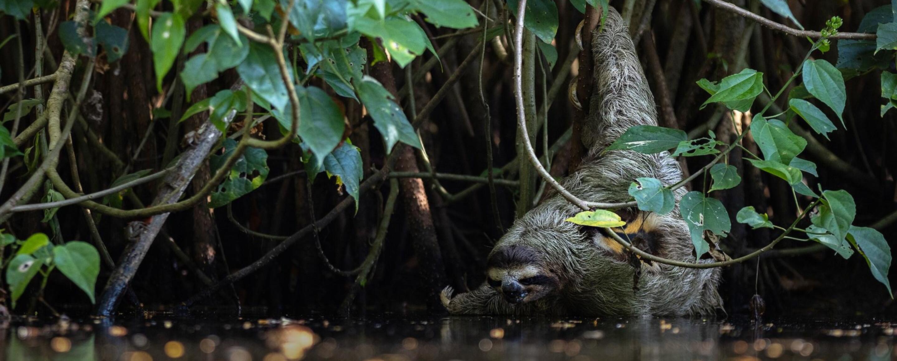 Rare Footage of Sloth Drinking Water | Connecticut Public