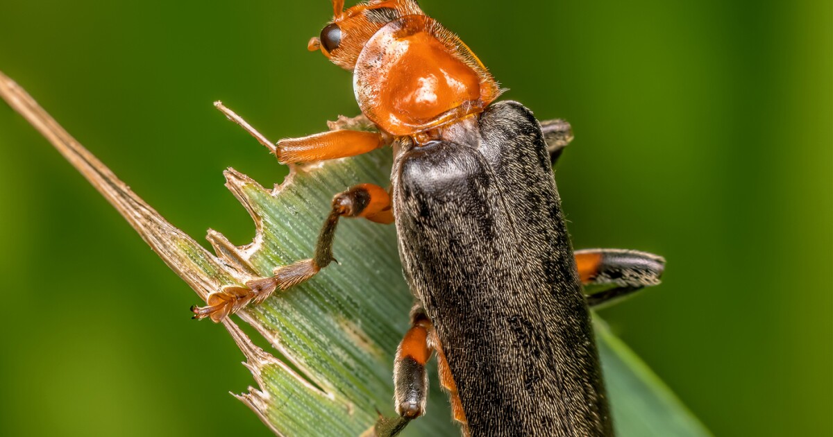 Bombardier Beetles | Montana Public Radio