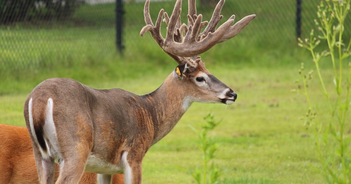 DNR hopes to get more deer samples from hunters to test for Chronic ...