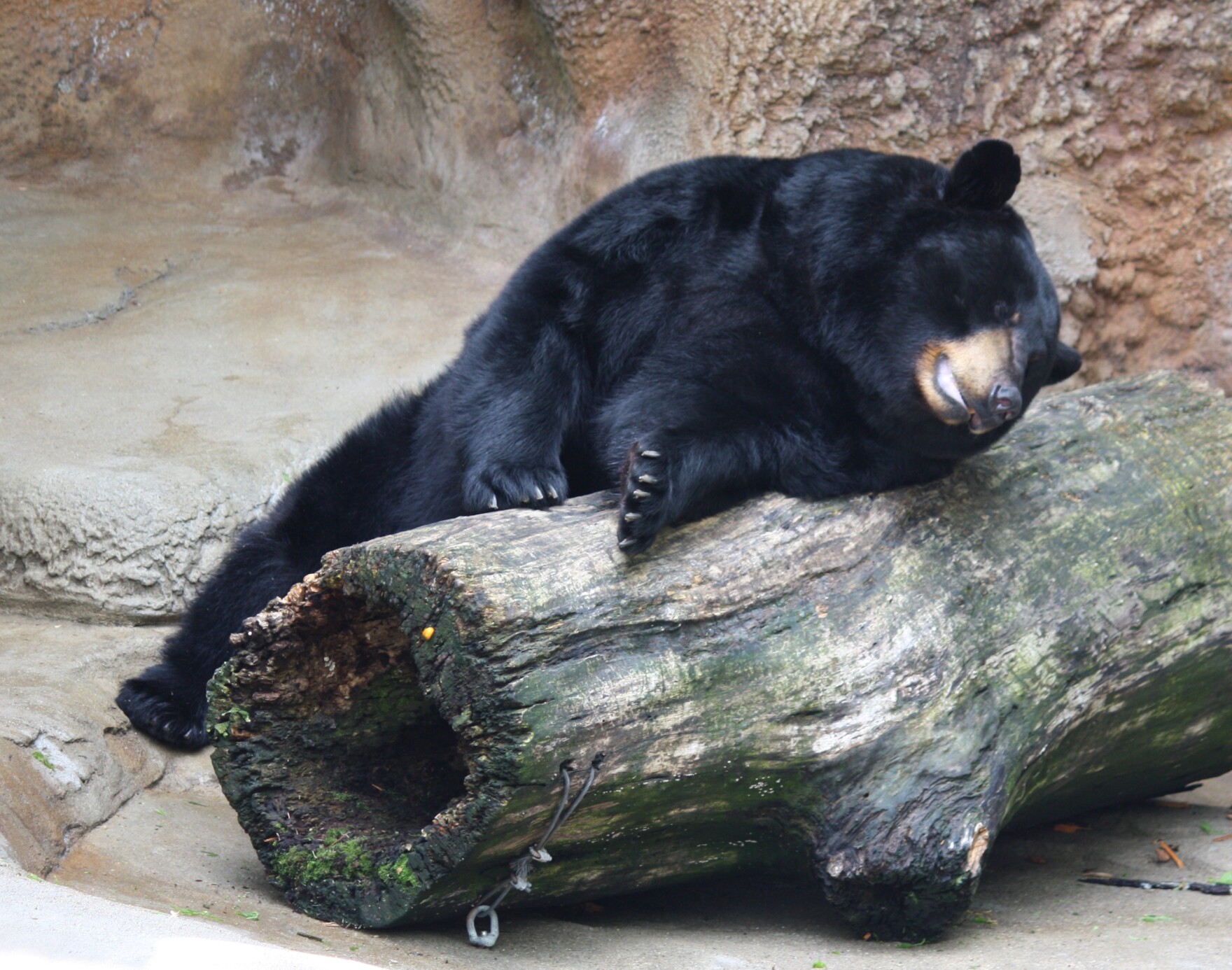 How Black Bears Hibernate | WXPR