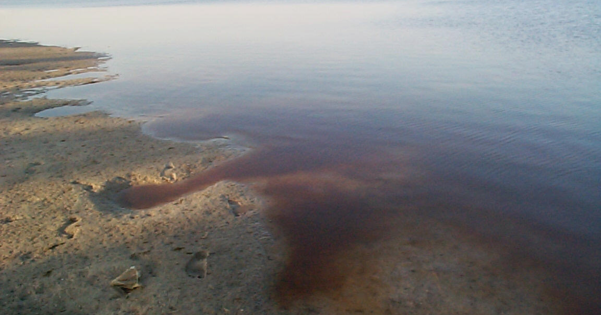 FWC To Partner With Red Tide Experts | WUSF