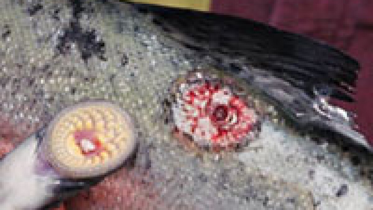 do lamprey kill fish