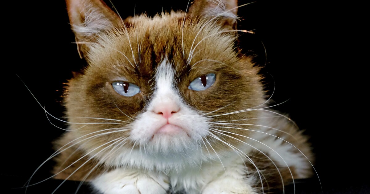 tabatha bundesen grumpy cat