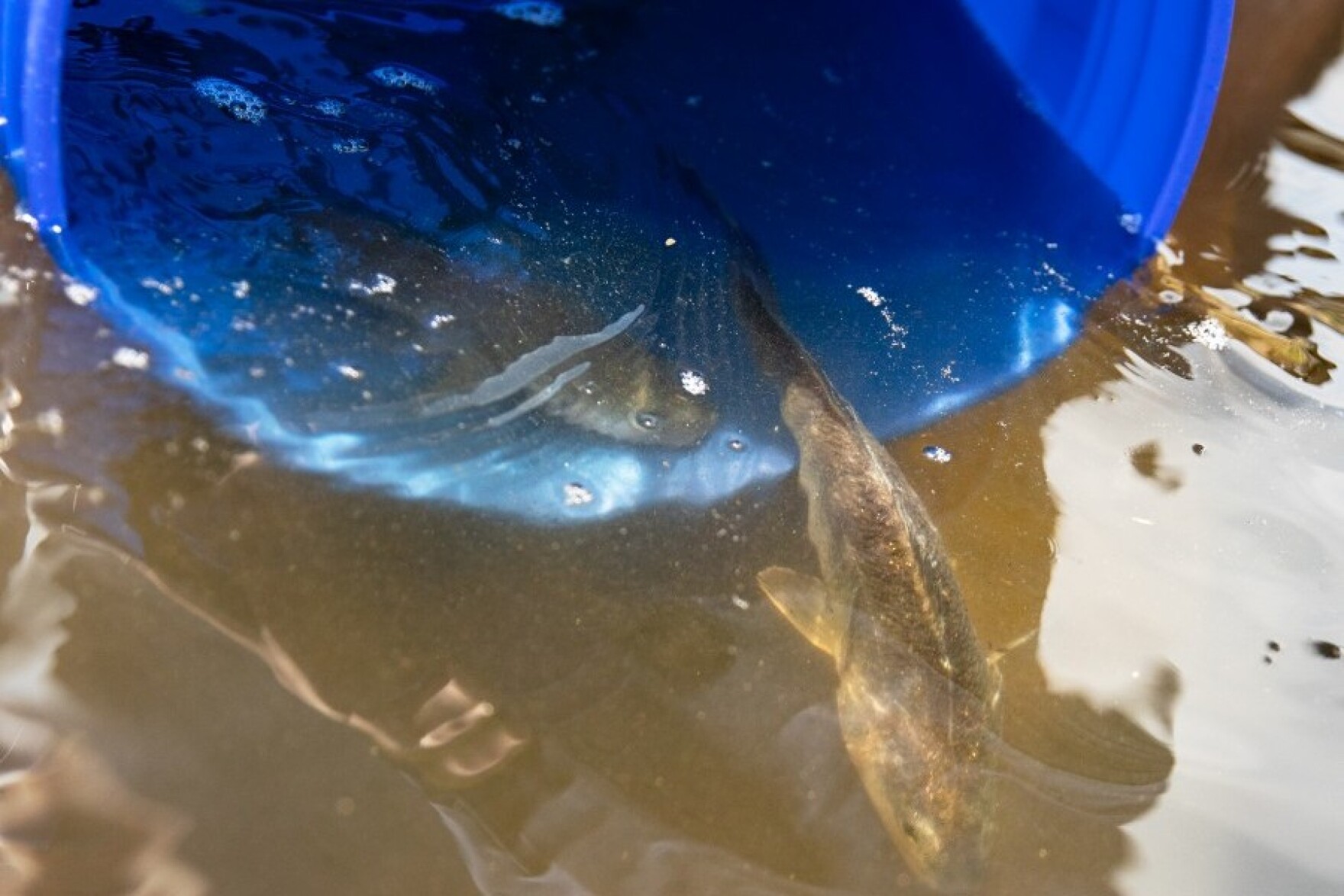 Redfish grown at Mote Marine's inland aquaculture farm being released ...