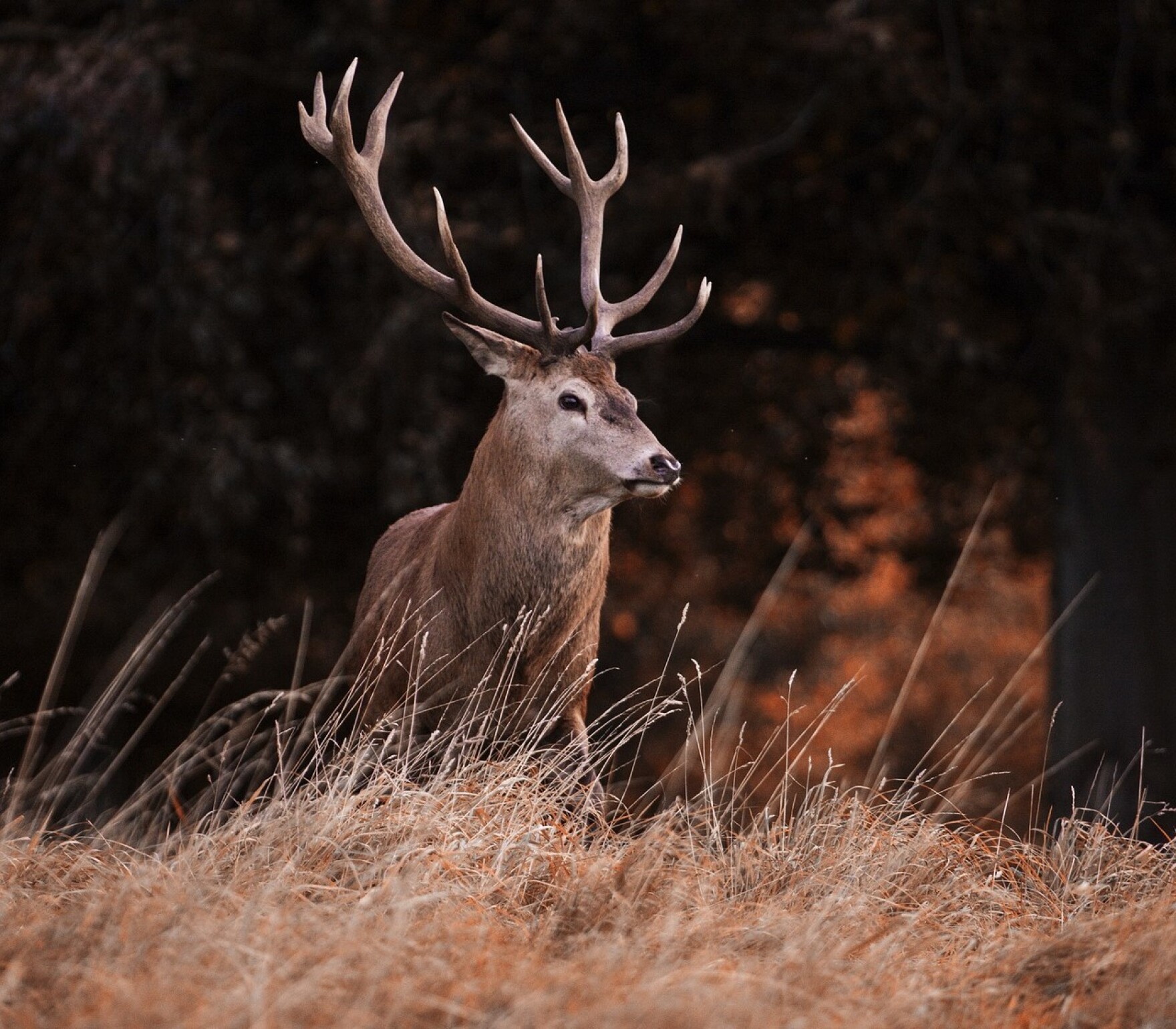 WMKY Midday News (June 18, 2025)