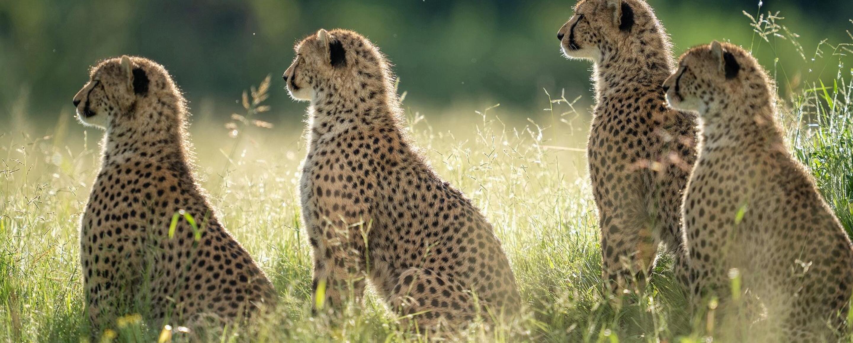 Protecting Africa's Big Cats | New England Public Media