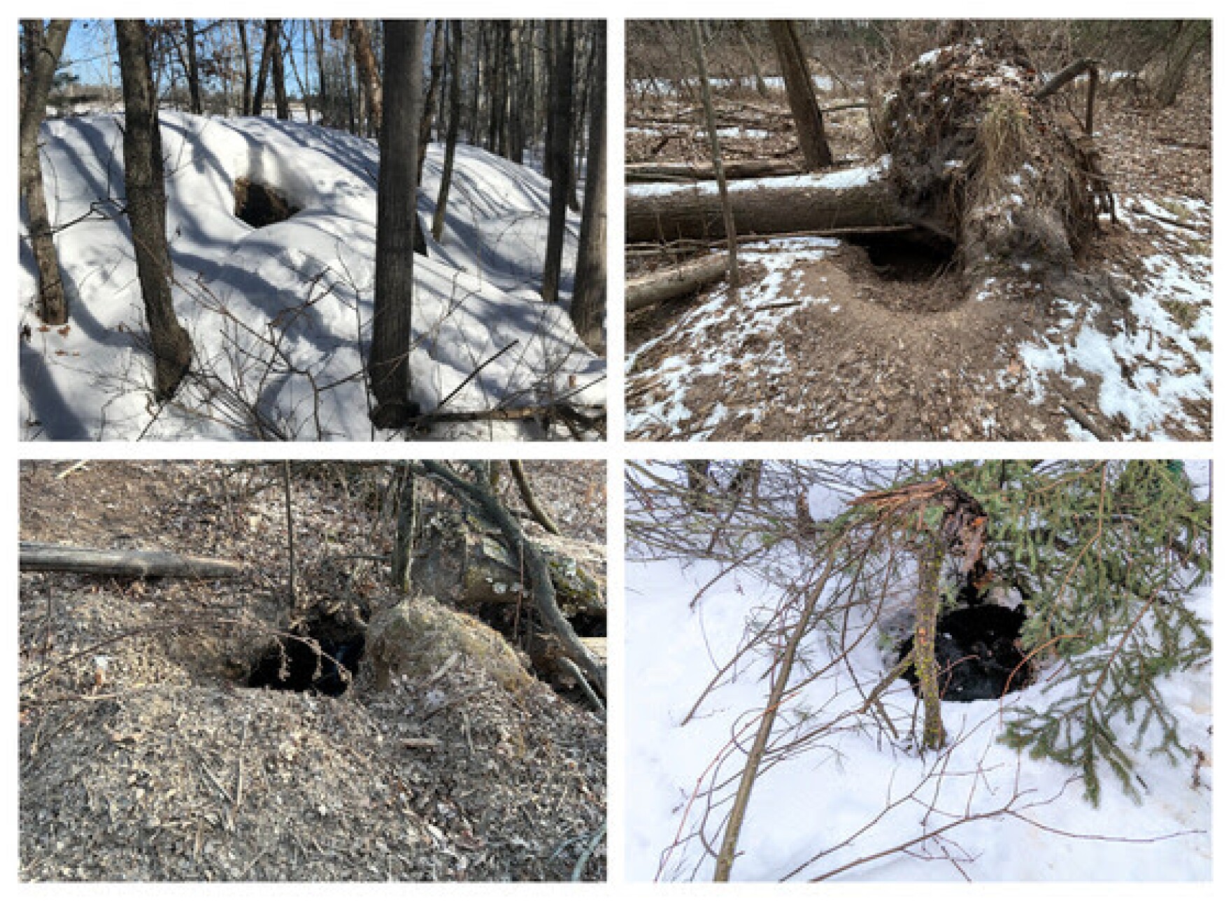 Wisconsin DNR asks hunters to report any bear dens they find | WXPR