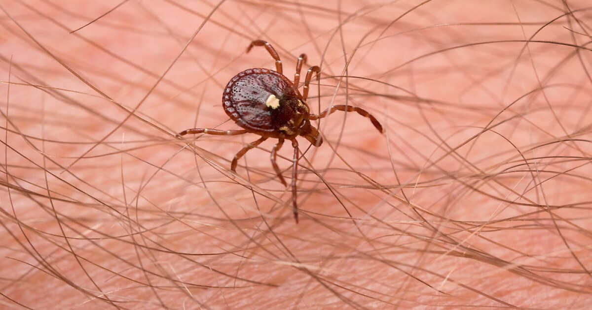 Sun's out, ticks out: Recent Oklahoma weather conditions help ticks thrive | KOSU