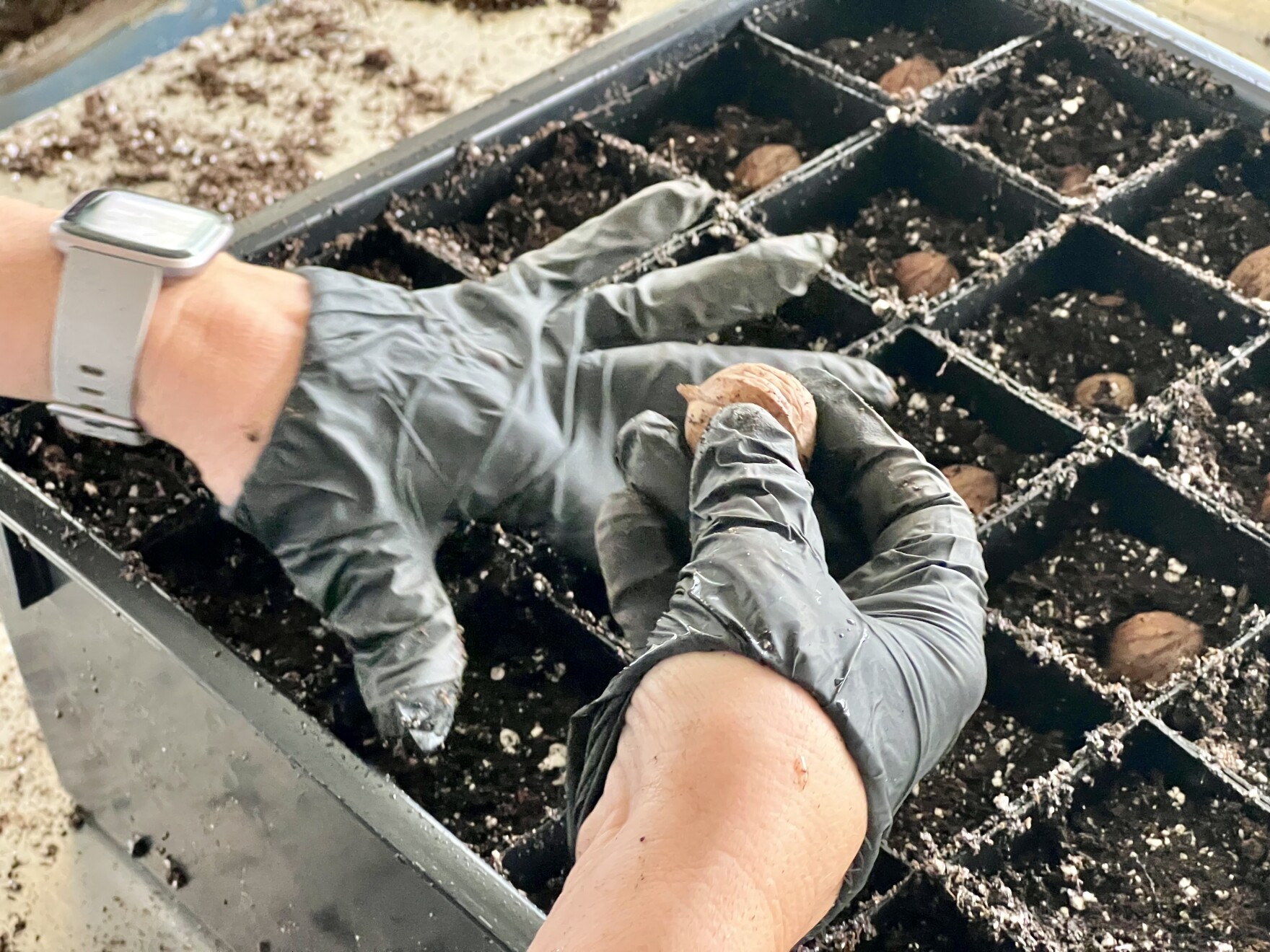 Laying down roots: why Ohio is getting back into the tree business | The Statehouse News Bureau