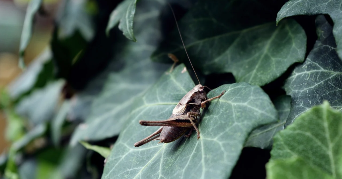 why crickets stop chirping