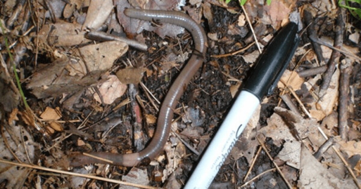 Invasive jumping worms found in Michigan, startling gardeners ...
