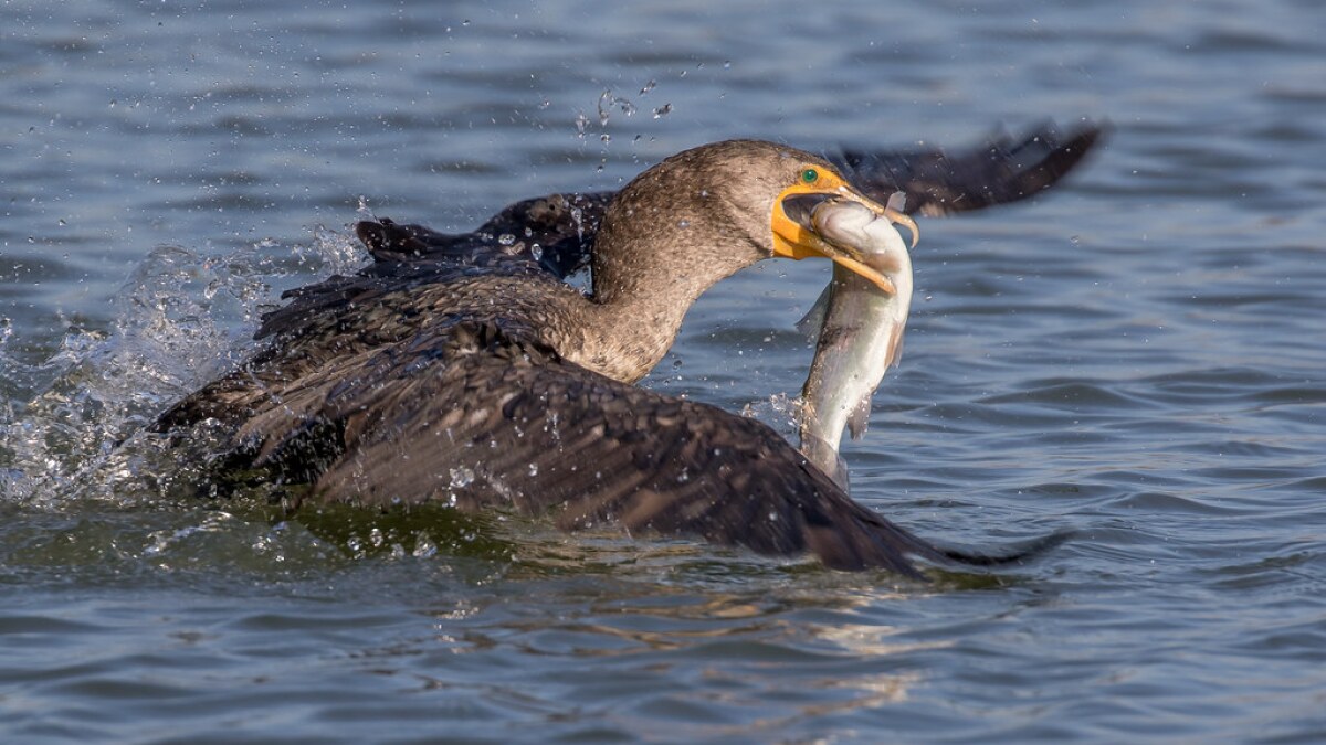 bird catching fish with bread