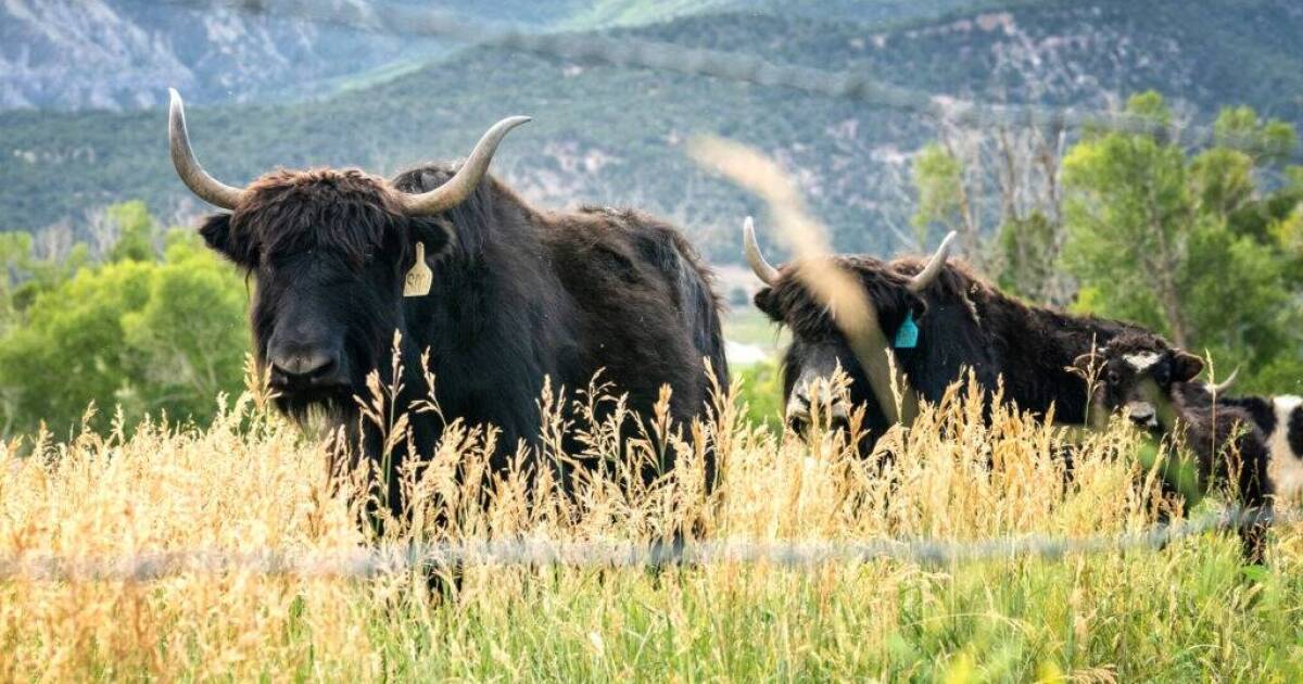 How a small town in Colorado became a breeding place for yaks ...