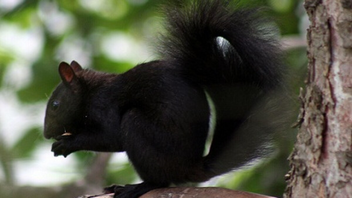 black fox squirrel
