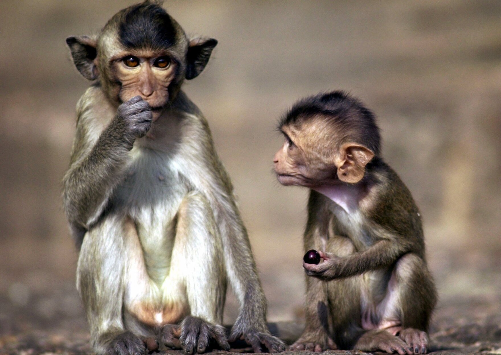 Pacific News Minute: Monkeys outnumber residents on Palau nearly 45 to ...