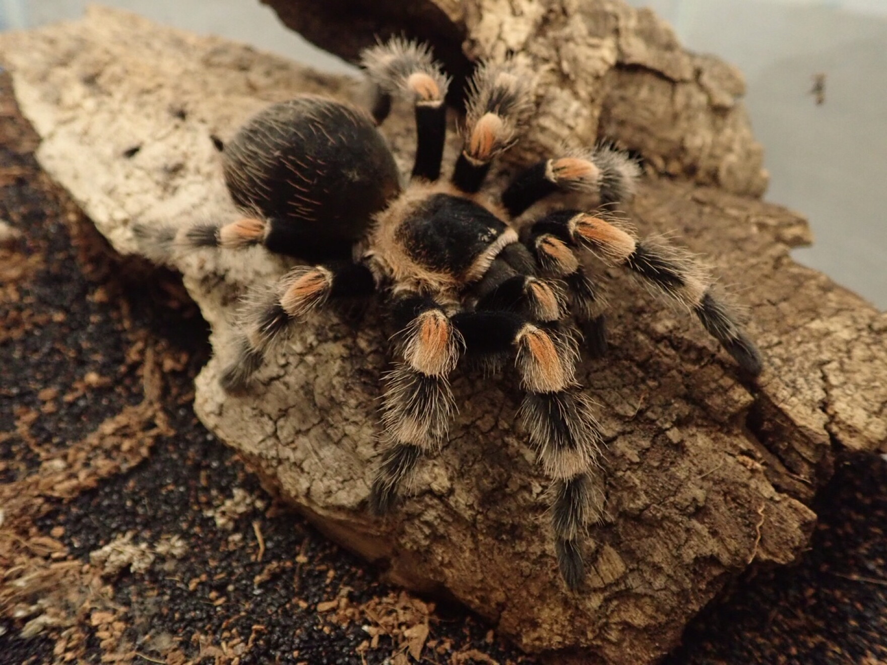 Bug Bytes Old World Vs New World Tarantulas Montana Public Radio