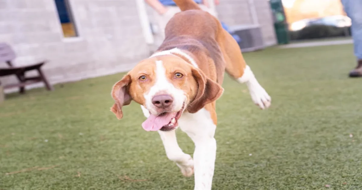 Saving Valley Dogs with Cara Achterberg