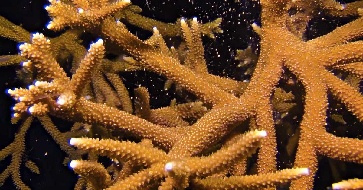 ‘Let’s Get It Spawn’: Coral reefs in the Keys put on a moonlit show ...