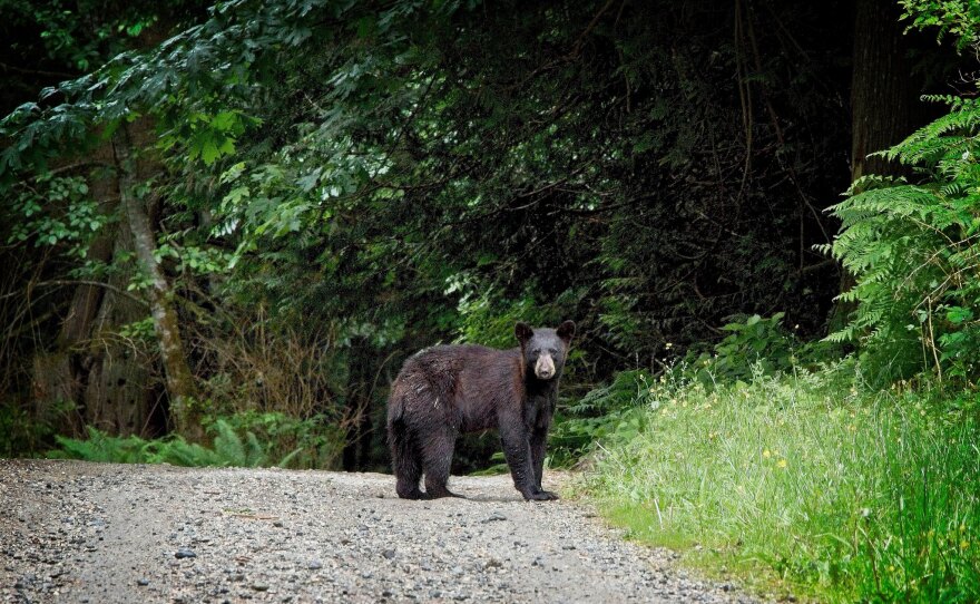 black bear walking