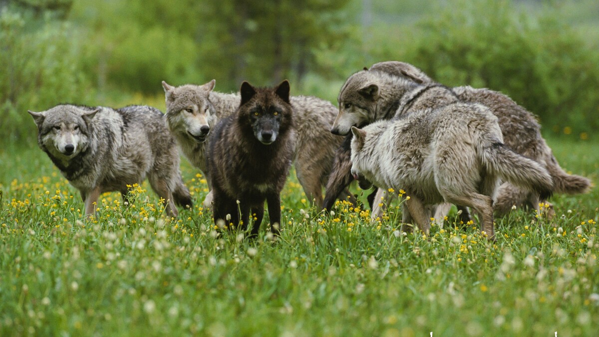sawtooth pack wolves