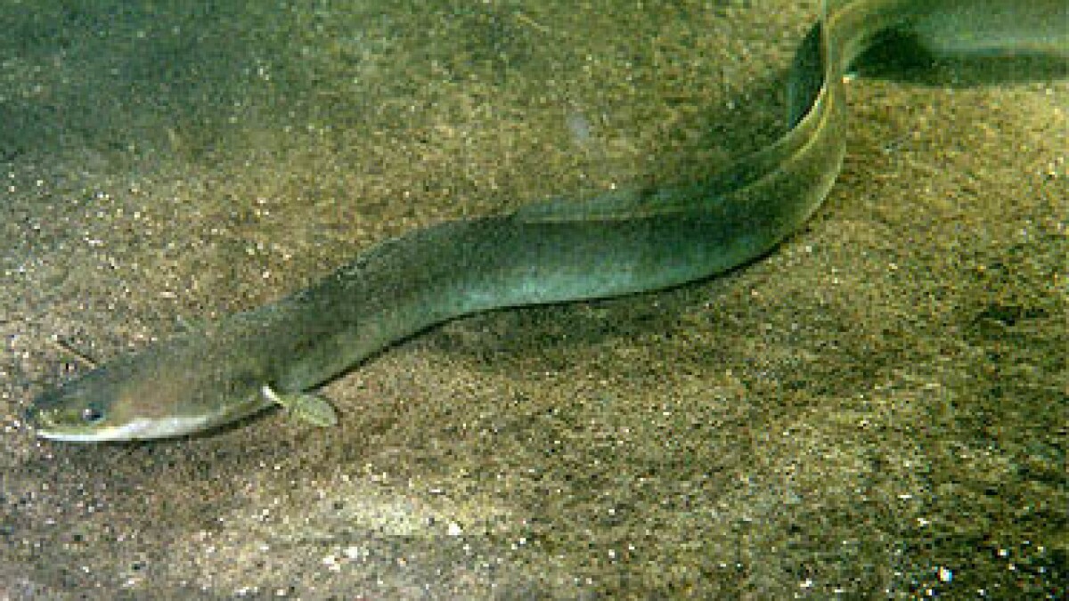 eel migration bermuda triangle