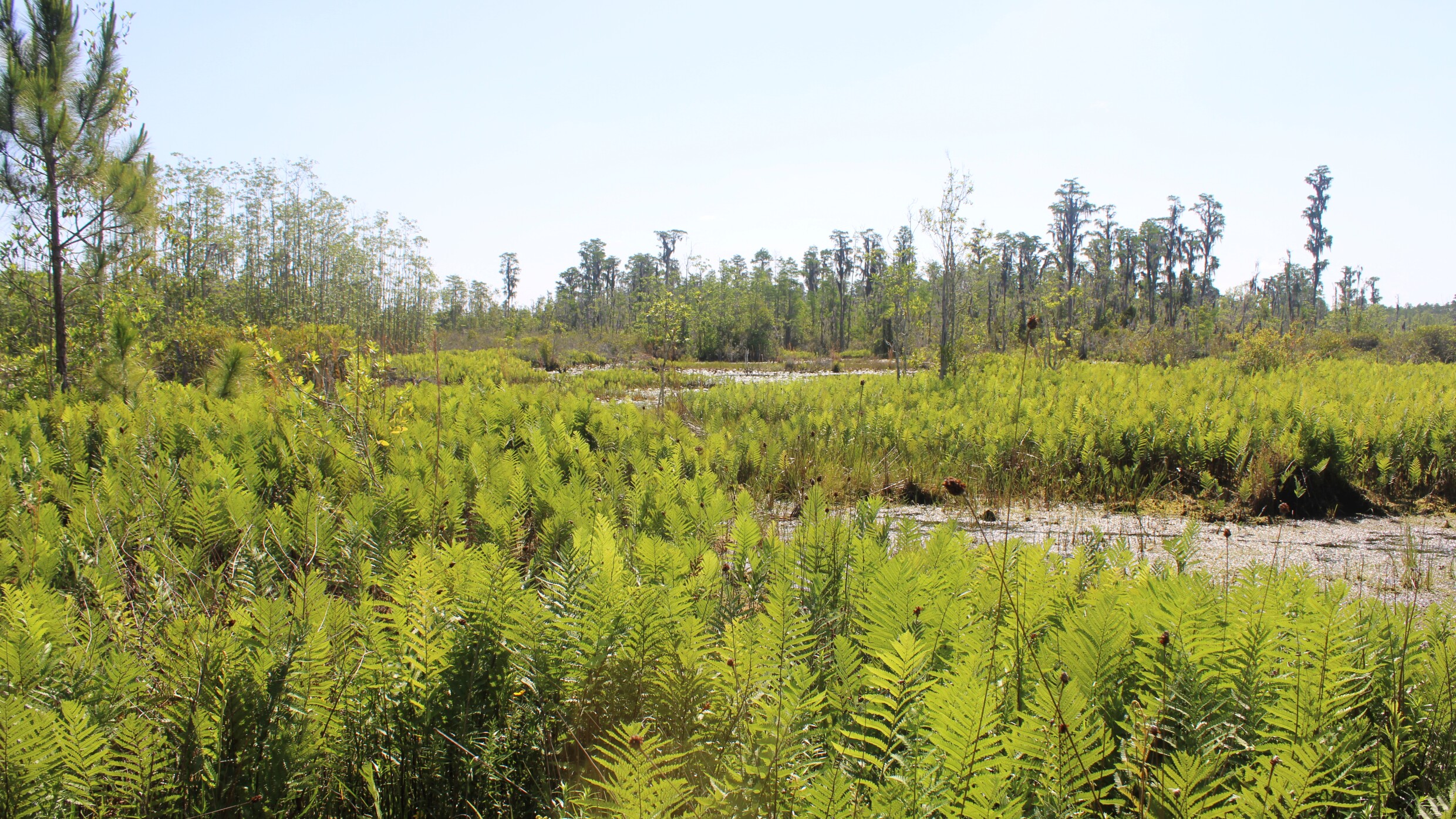 Replace-me-not: Native Florida plants struggle to take hold amid invasive species in man-made ...