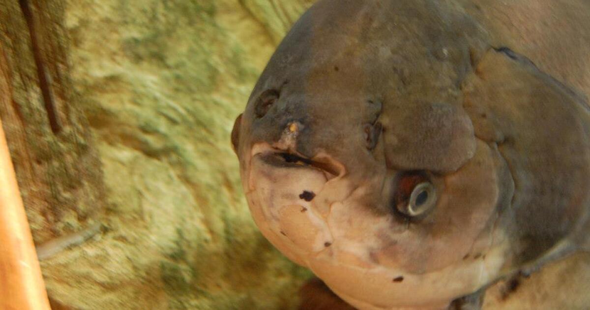deformed fish face