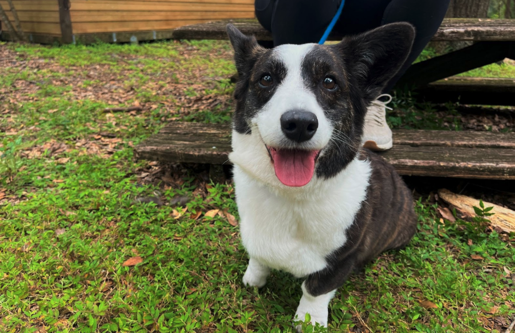 They smell a rat: Florida dogs follow their noses to the fast-growing ...