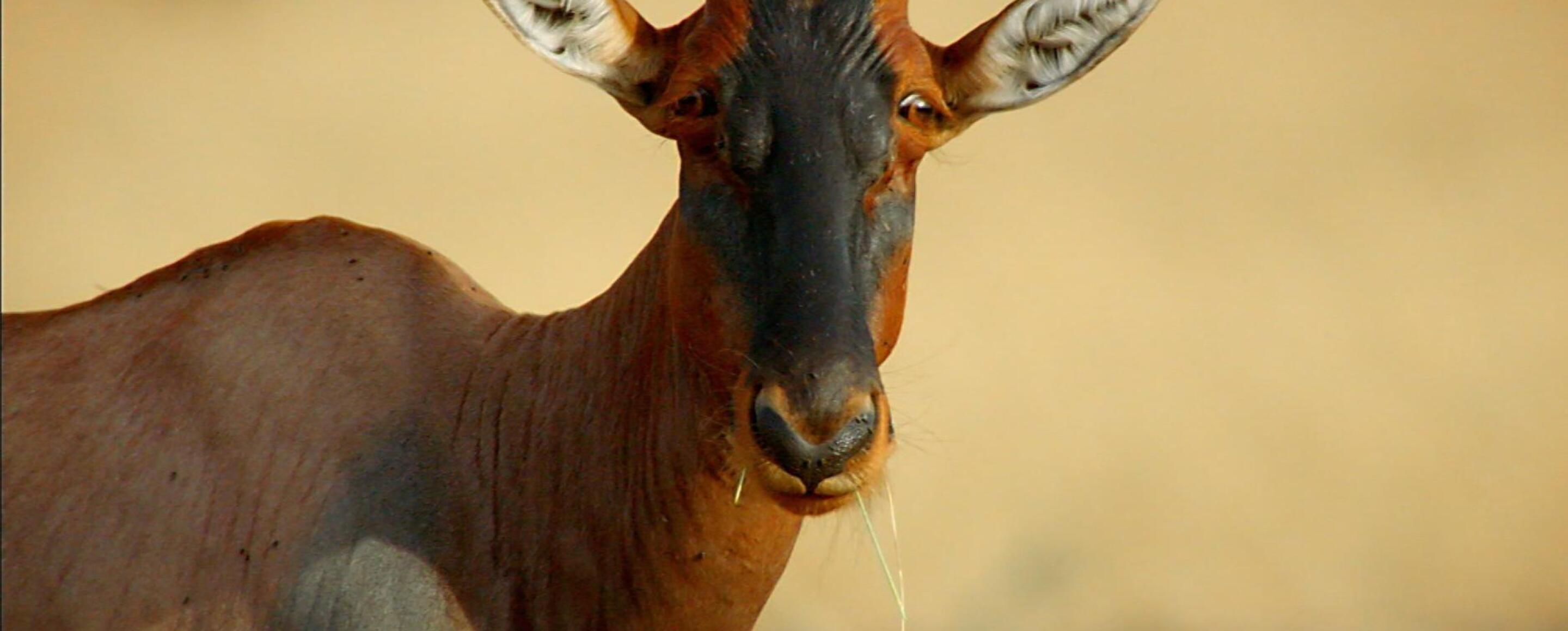 Natural Born Hustlers | Episode 3 | Sex, Lies & Dirty Tricks | WKAR ...