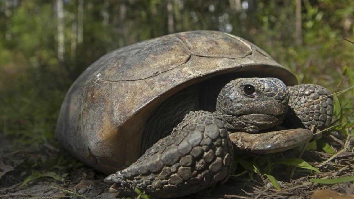 gopher tortoise conservation status
