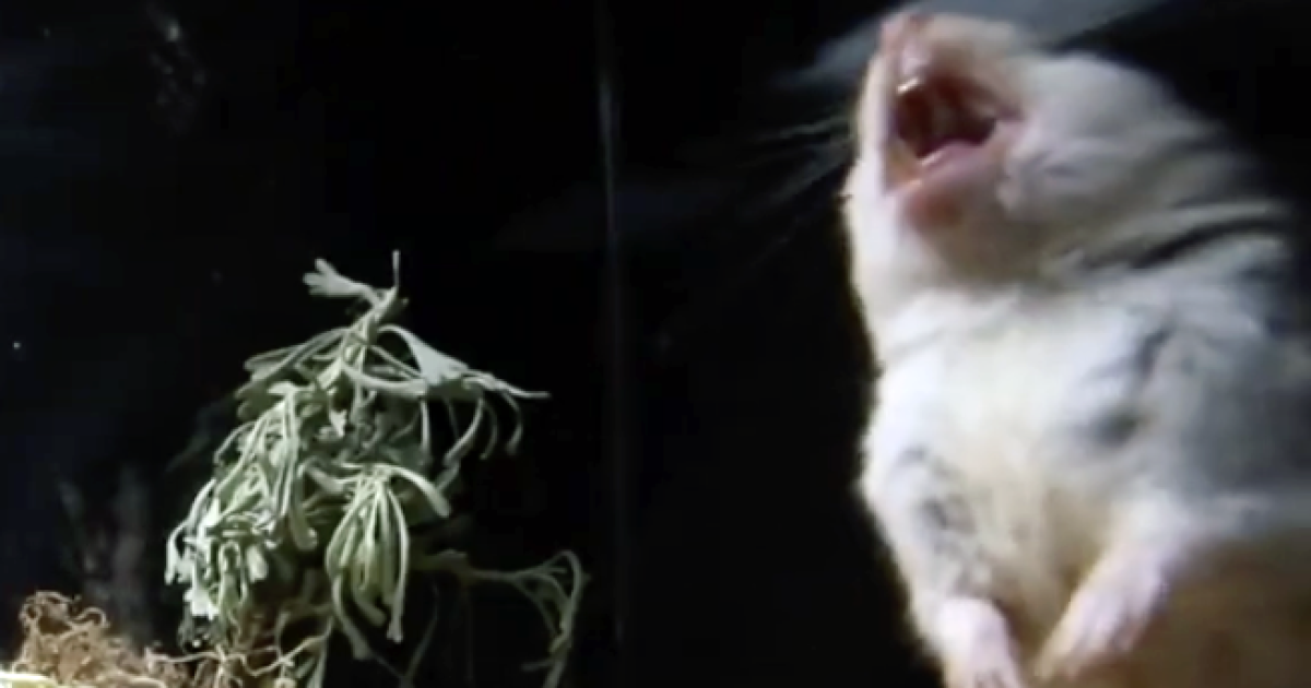 Listening to the Desert’s “Werewolf Mouse” Reveals the Complex World of ...